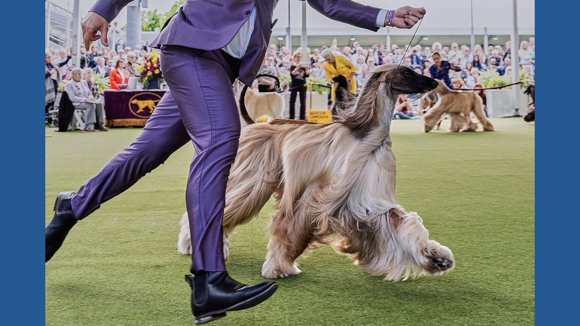 Dog Show 101: What to know about the 150th Westminster show | wgrz.com