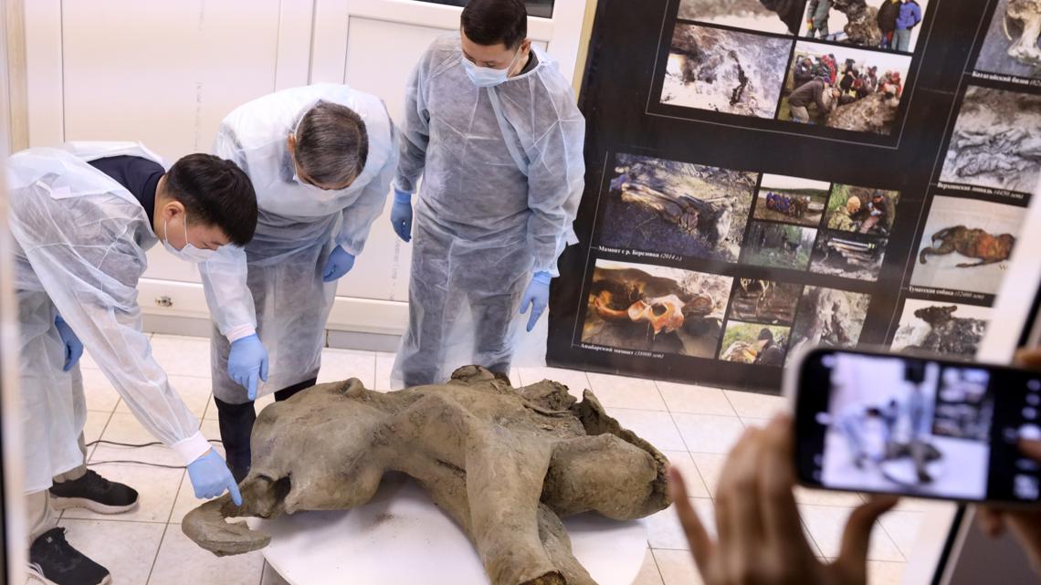 Baby mammoth preserved for 50,000 years unveiled in Siberia | wgrz.com