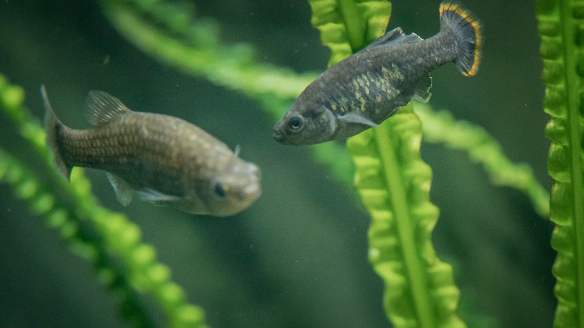 Mexican fish returns to wild after extinction from nature | wgrz.com