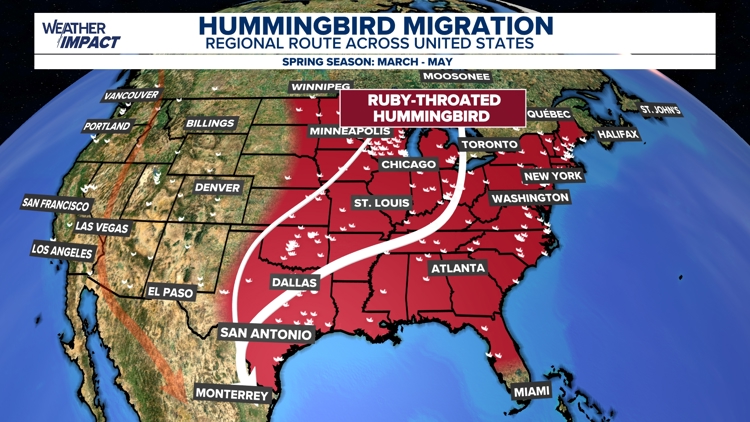 The ruby-throated hummingbird migration is almost here. Here's what to ...
