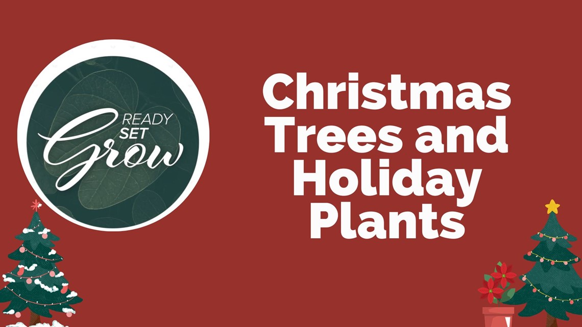Ready, Set, Grow | Christmas trees and holiday plants | wgrz.com