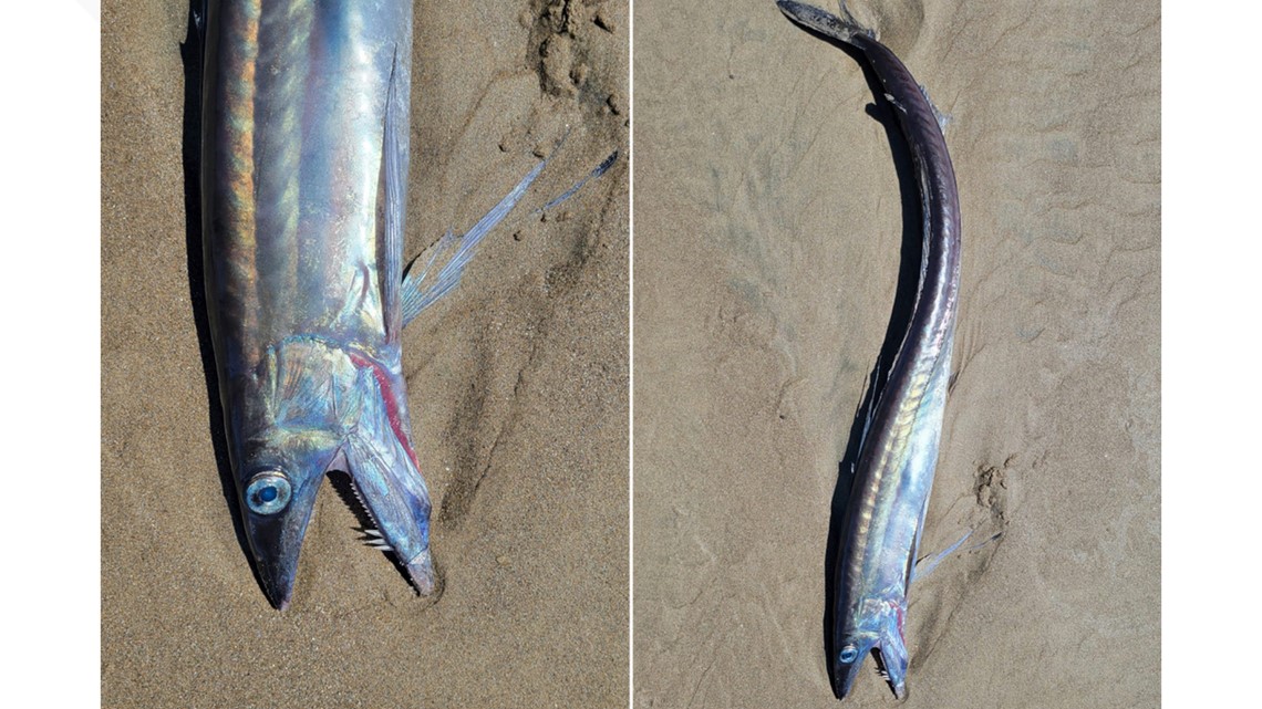 Deep-sea lancetfish wash up along the Oregon coast | wgrz.com