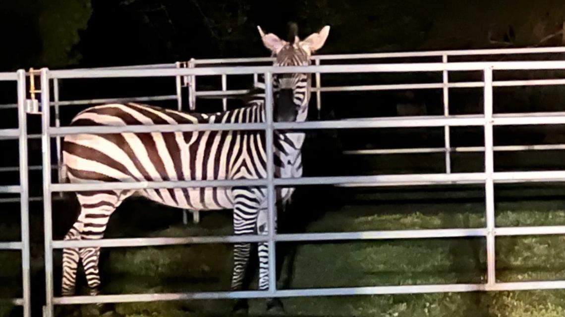 Missing zebra safely captured in North Bend | wgrz.com