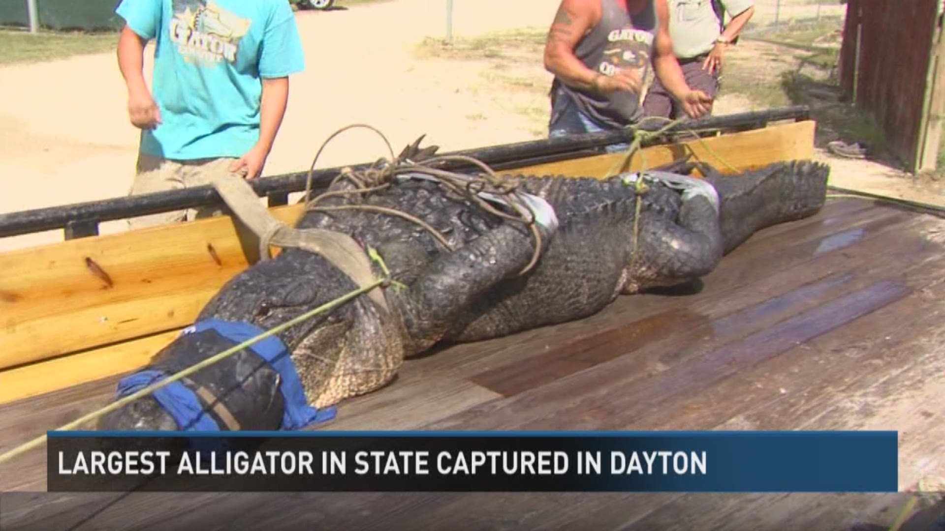 Record breaking gator caught in Liberty County | wgrz.com
