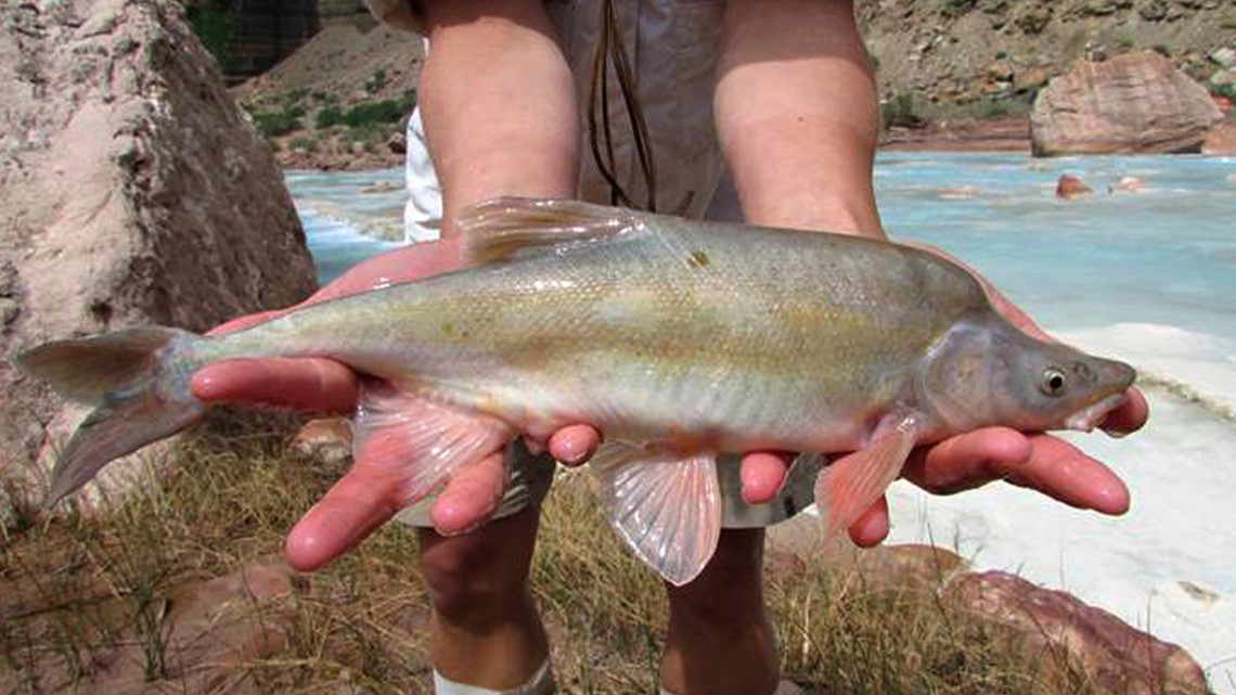 Chemical treatment to be deployed against invasive fish in Colorado ...