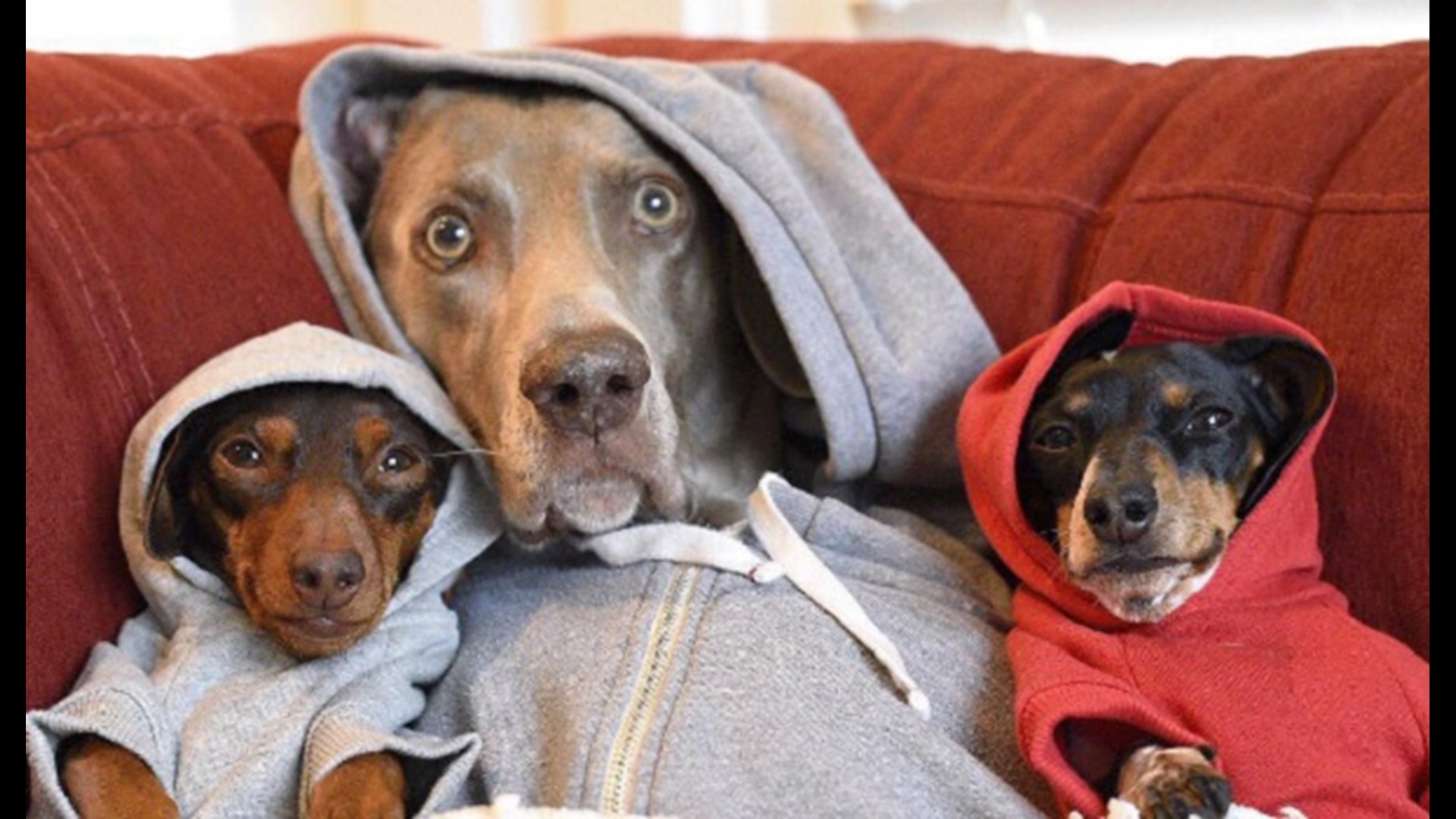 Meet the doggy trio with 1.2 million instagram followers | wgrz.com