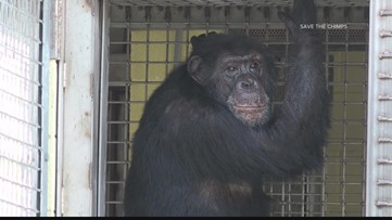 'Chimp Crazy' true story: How Tonia Haddix hid Tonka in Missouri | wgrz.com