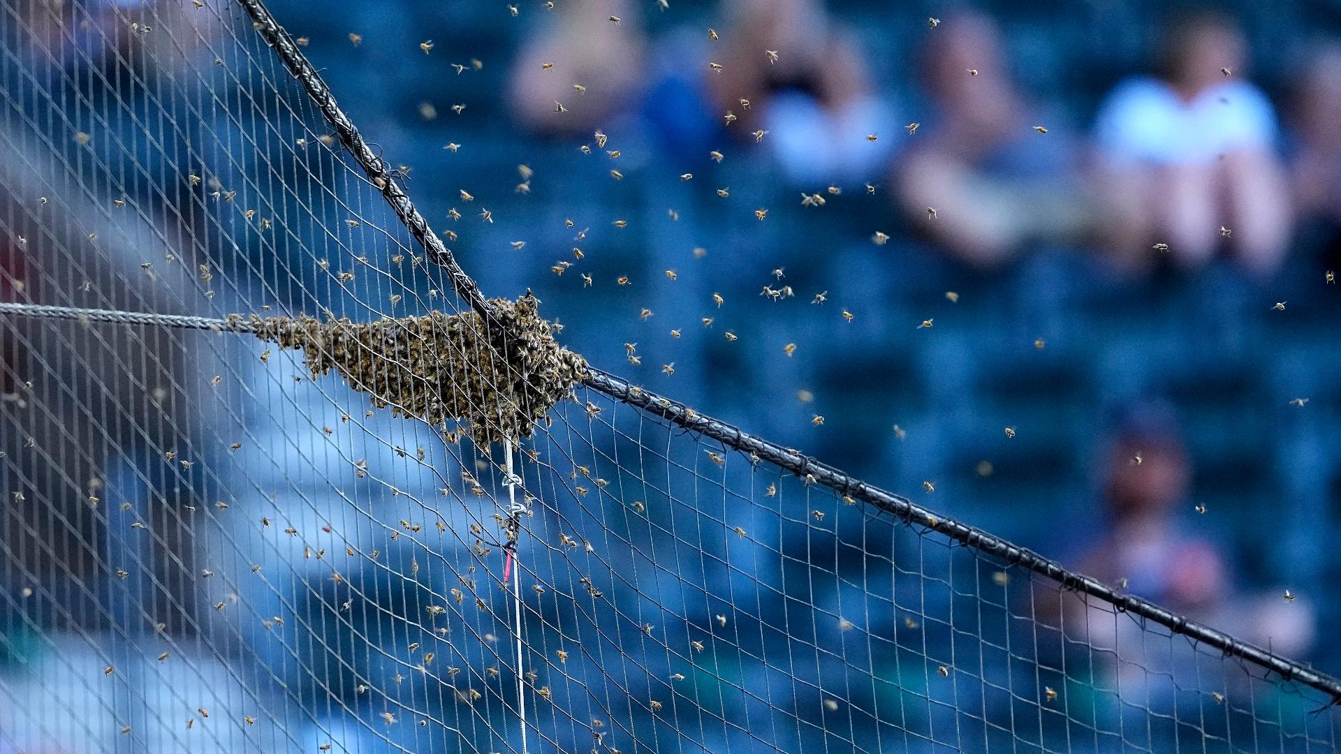 Bee swarm delays baseball game; Beekeeper gets standing ovation | wgrz.com