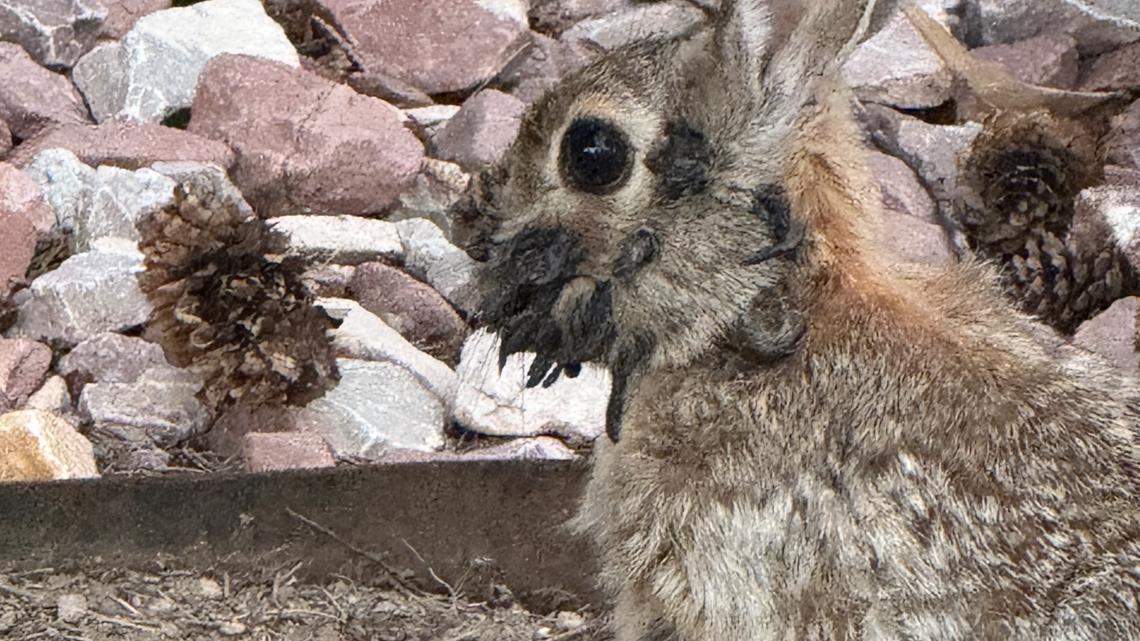 Colorado rabbits show bizarre' 'tentacle' growths on their heads | wgrz.com