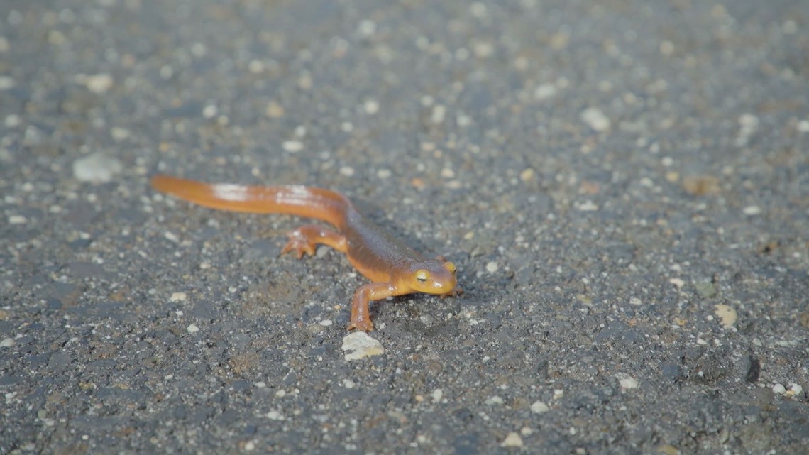 There's a long and dangerous road (literally) for newts to mate | wgrz.com
