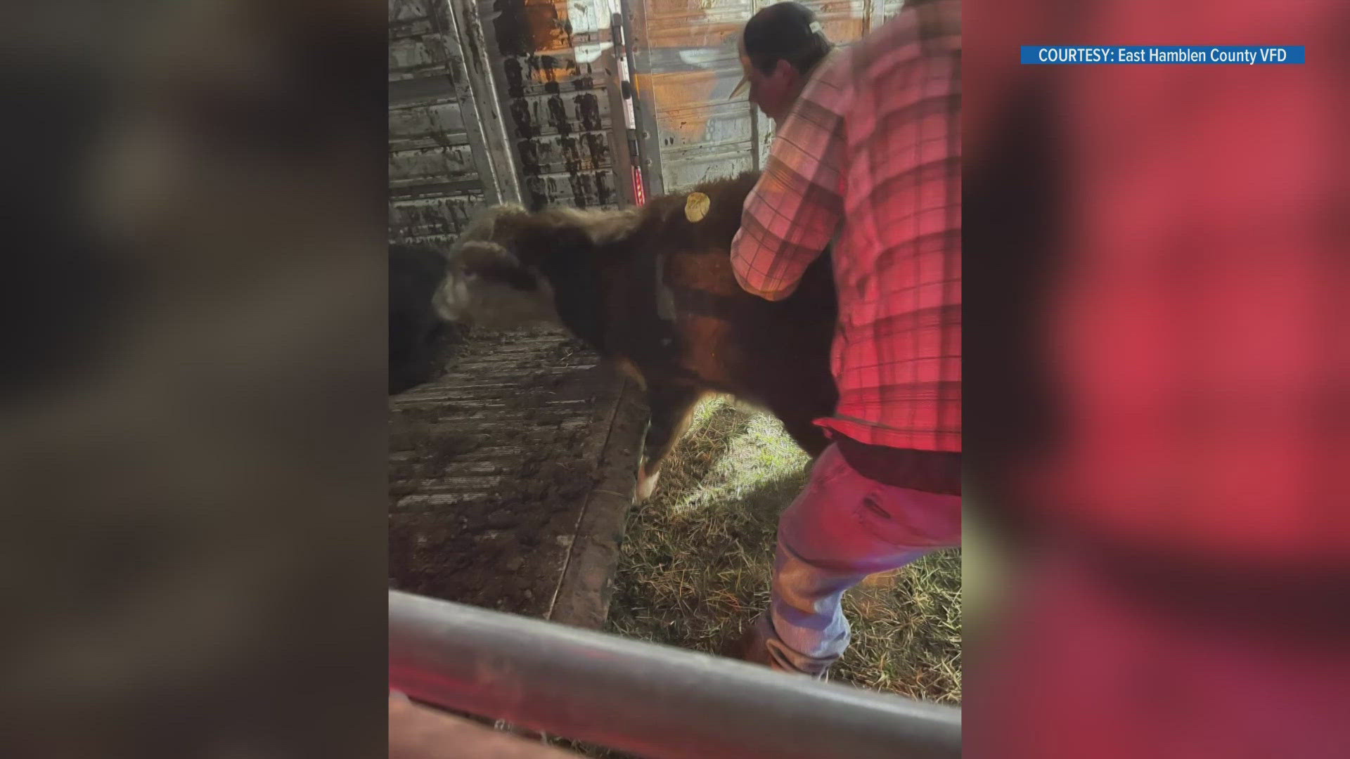 Over 100 cattle rescued in Hamblen County accident | wgrz.com