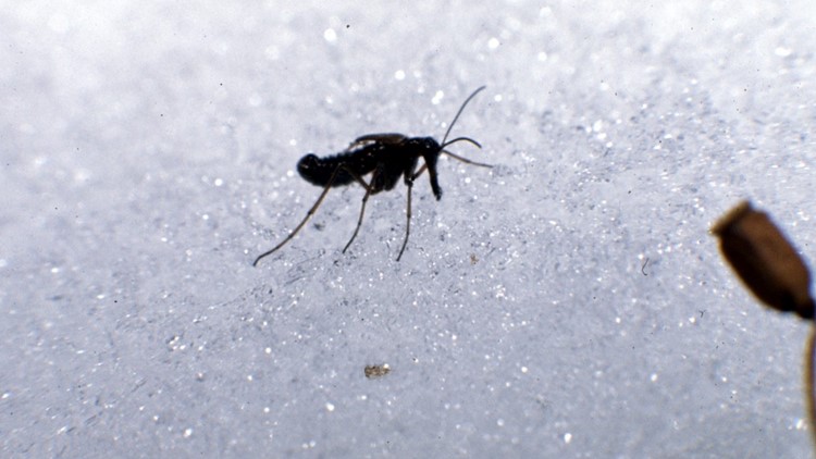 What are snow fleas? Why tiny black bugs show up on snowy days | wgrz.com