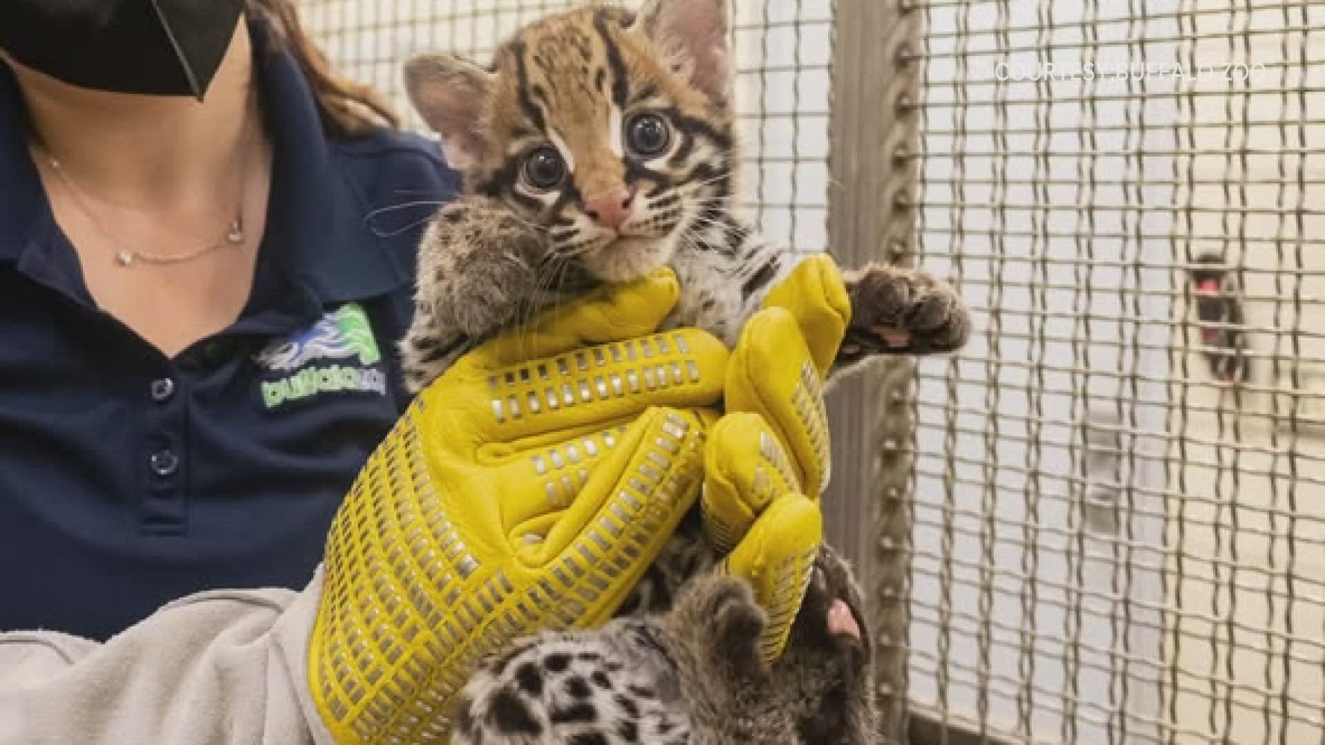 Buffalo Zoo's ocelot kitten needs a name | wgrz.com