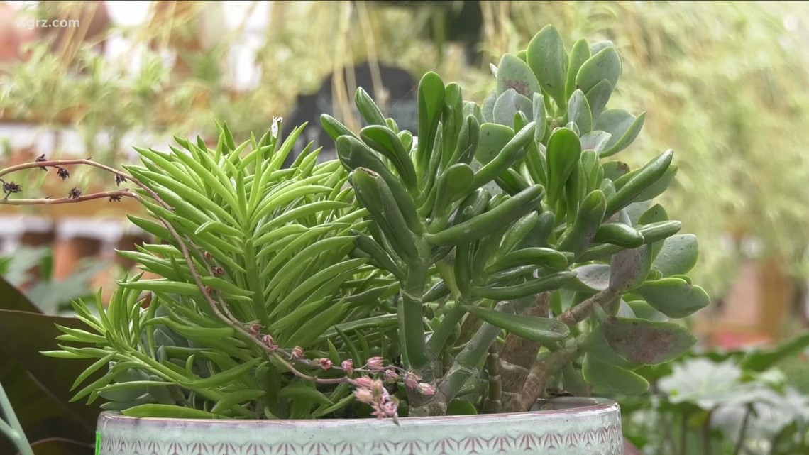 2 The Garden: Adding greenery into your home or office | wgrz.com