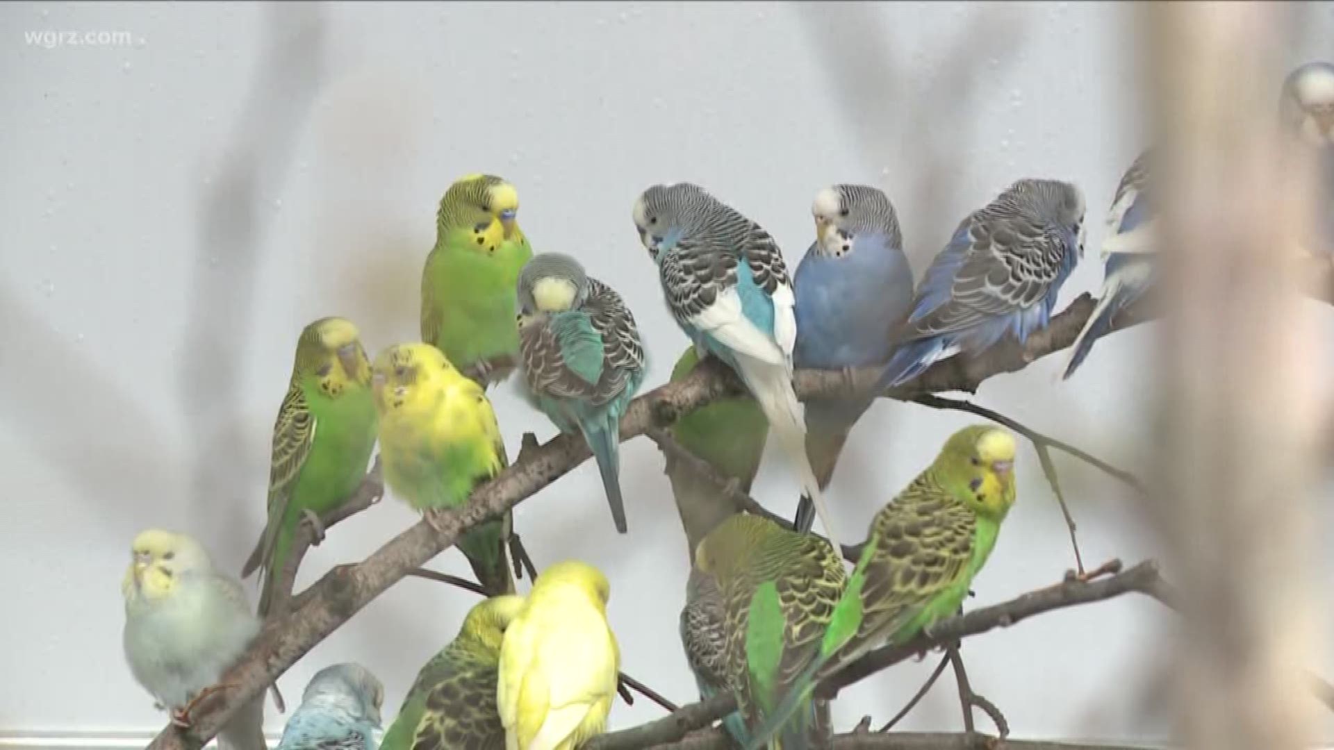 Buffalo Zoo Opens New Bird Exhibit | wgrz.com