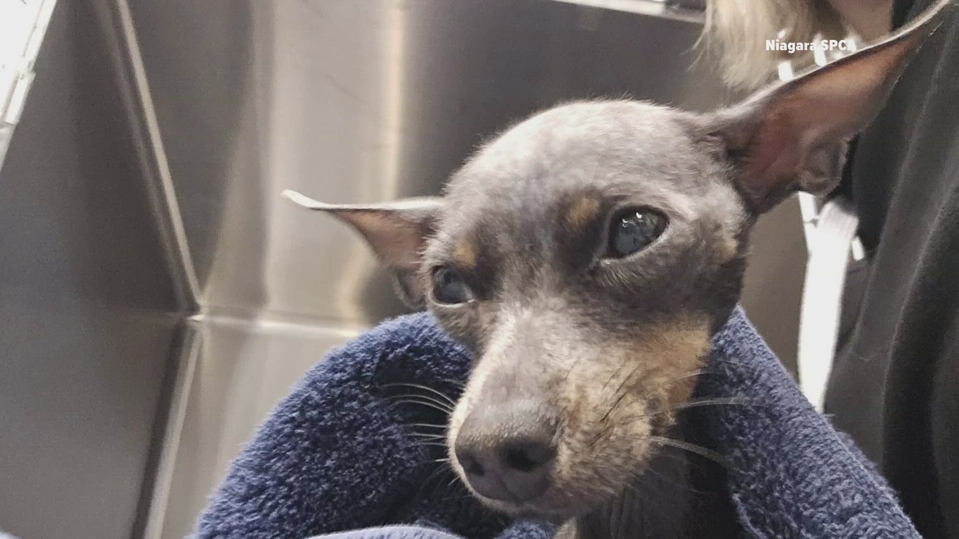 Cruelty to animals at center of Niagara County court case | wgrz.com