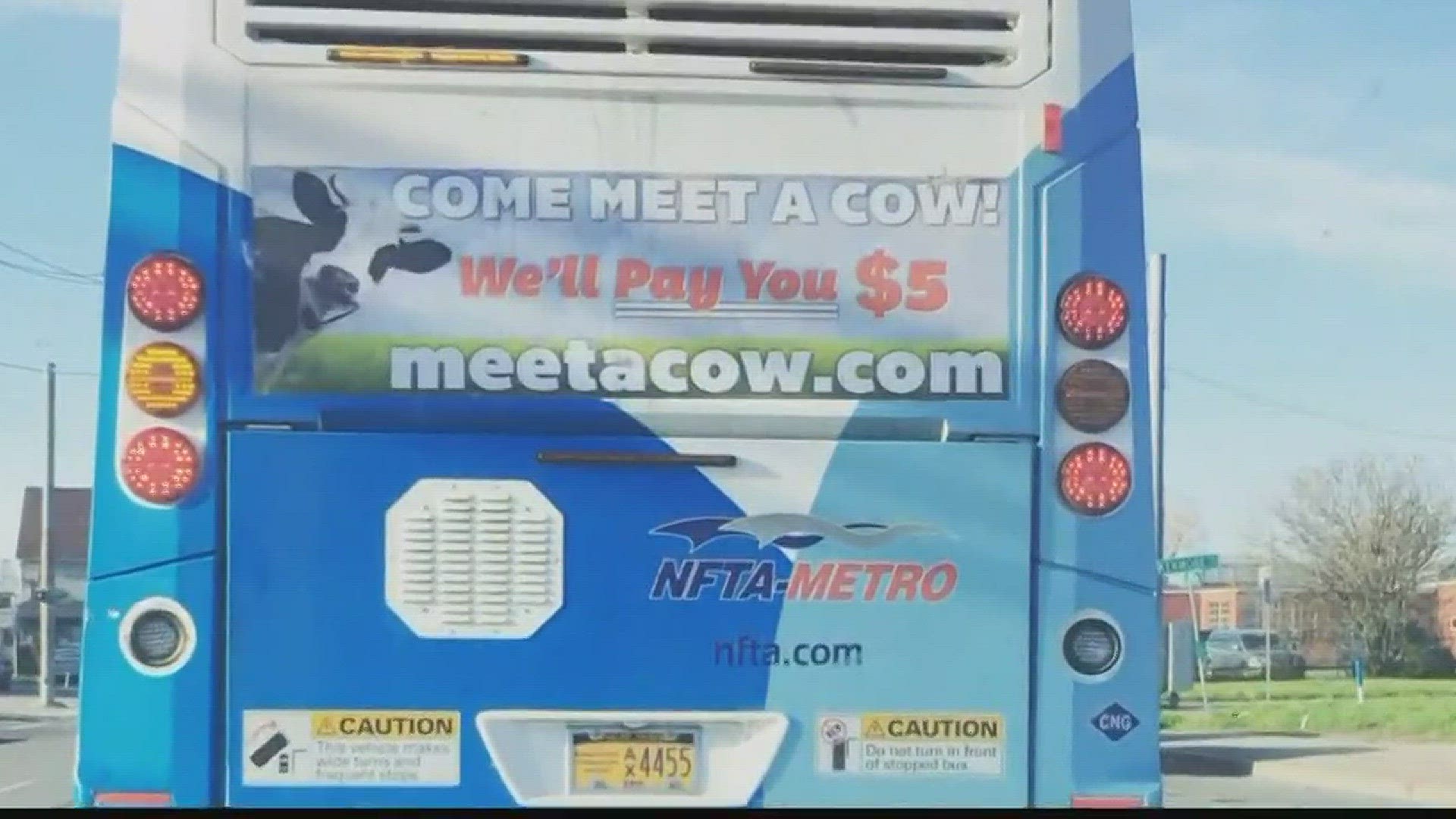 Meet a Cow, Collect $5 | wgrz.com