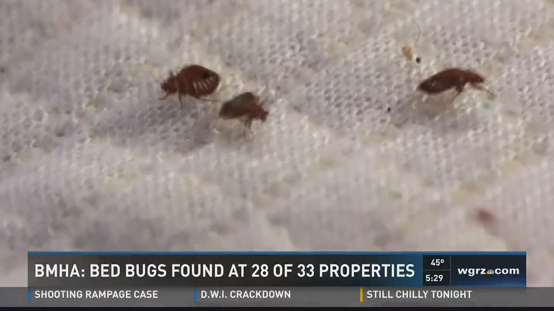 BMHA residents quick to identify public housing with bed bugs | wgrz.com