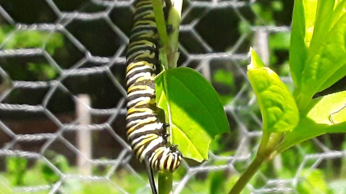2 the Outdoors: How poisons, chemicals affect wildlife | wgrz.com
