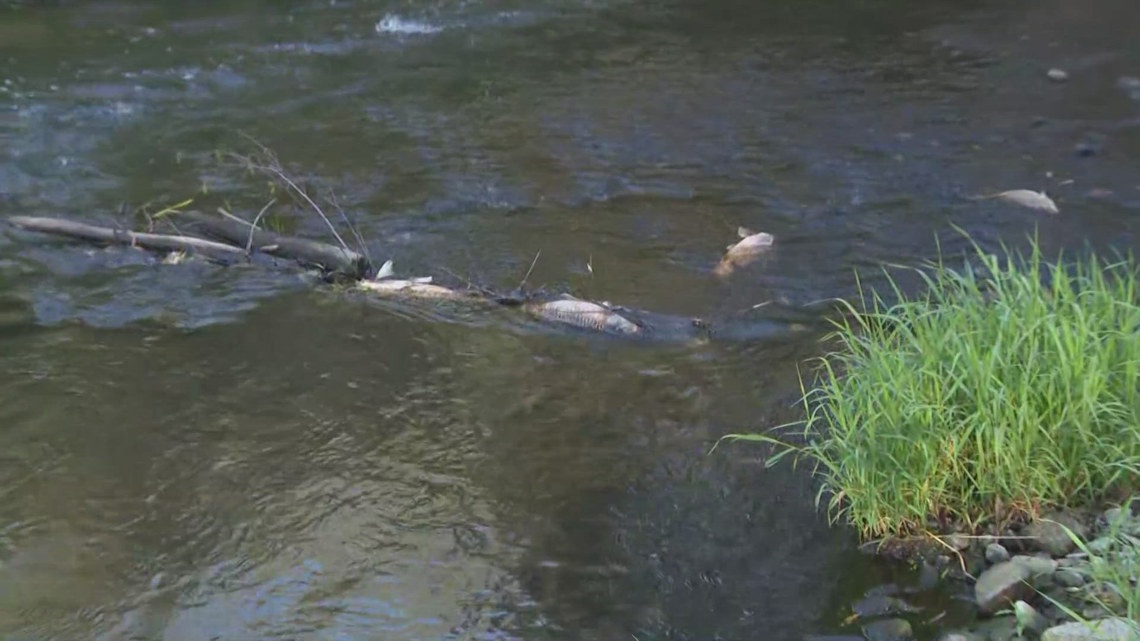 Ischua Creek continues to see fallout from Great Lakes Cheese Company ...