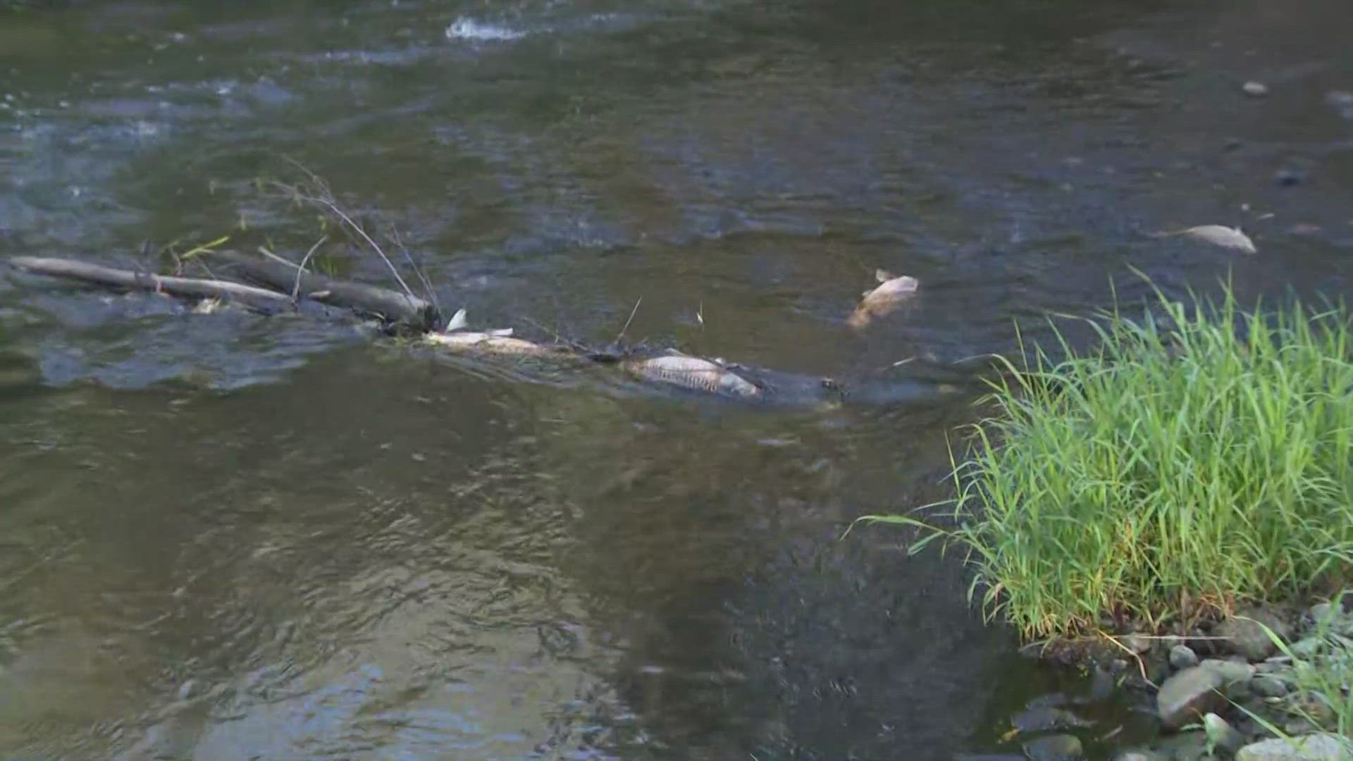 Large Fish Die-Off in Ischua creek from cheese plant pollution | wgrz.com