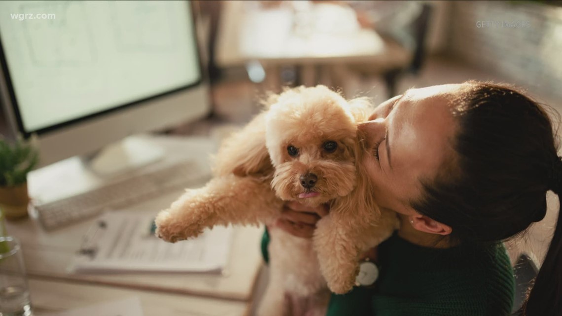 State Police warning the public of pet scam | wgrz.com