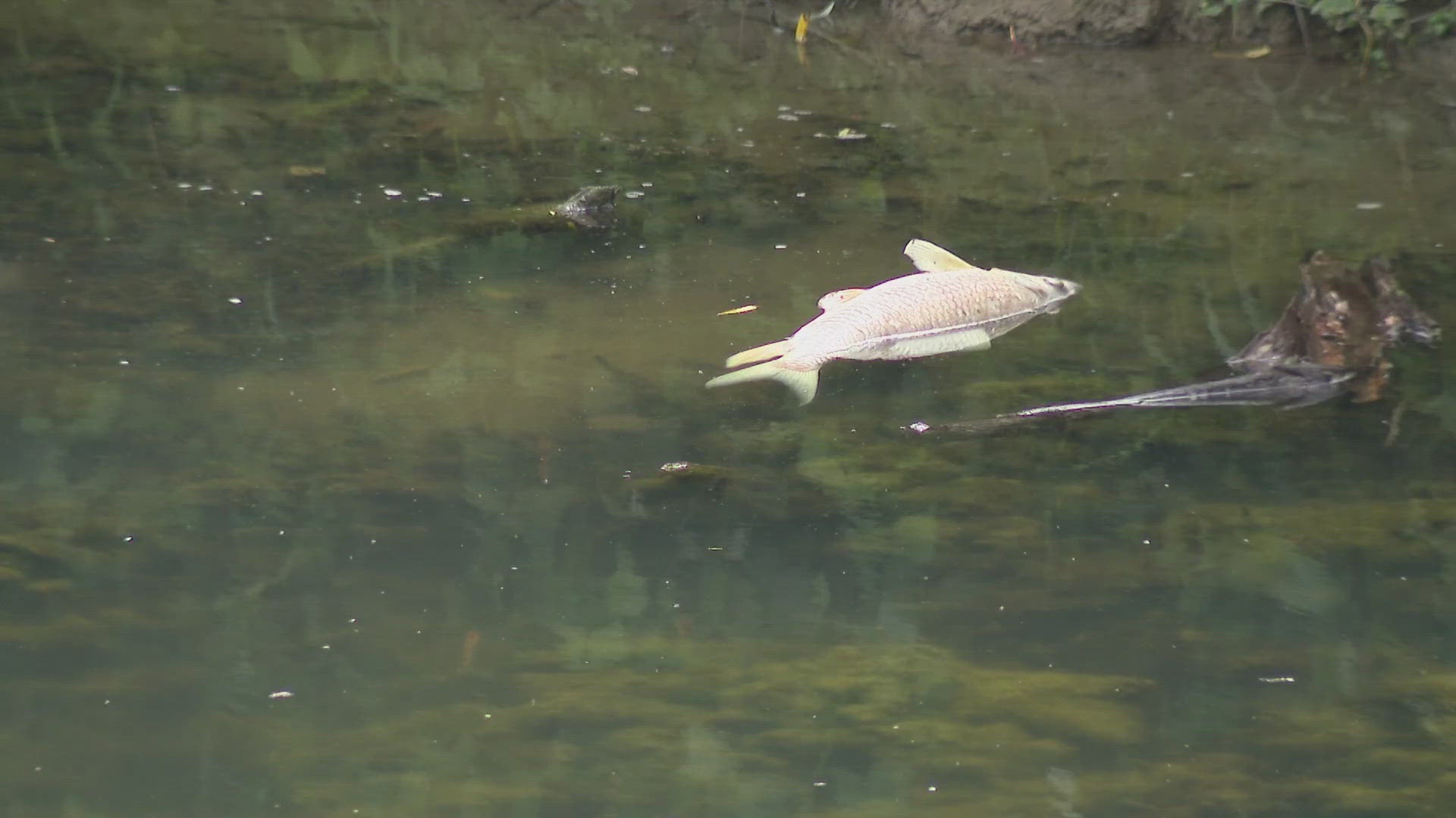 Ischua Creek fish kill update: DEC orders cheese company 'to take ...