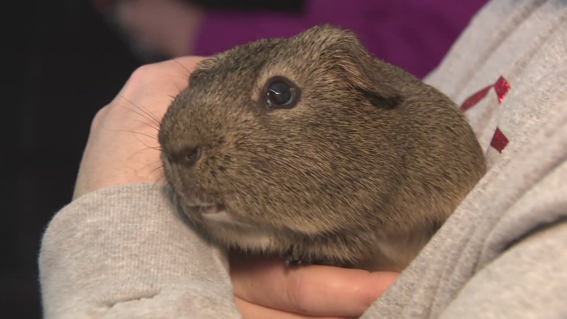 Pet adoptions: Guinea pig rescue holds an open house | wgrz.com