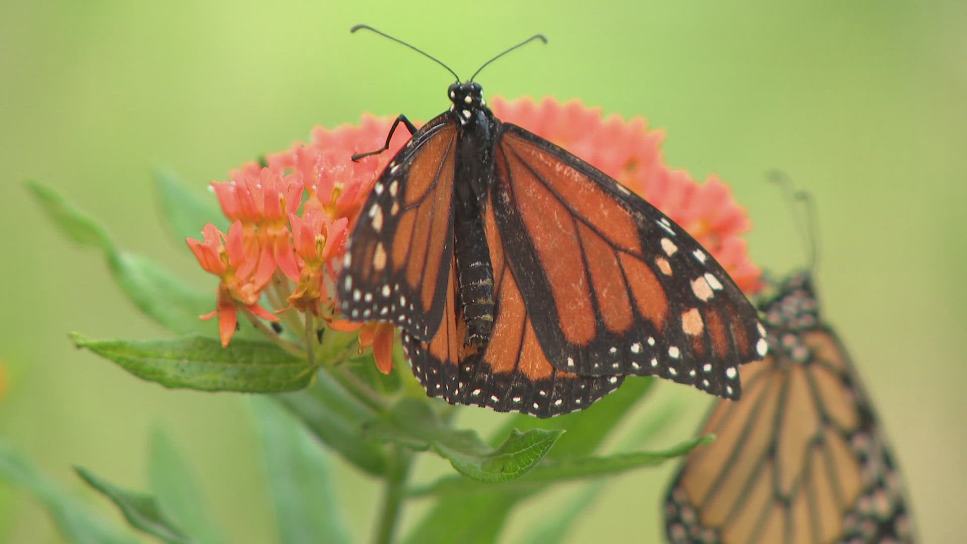 Monarch butterflies to be released at local farm | wgrz.com