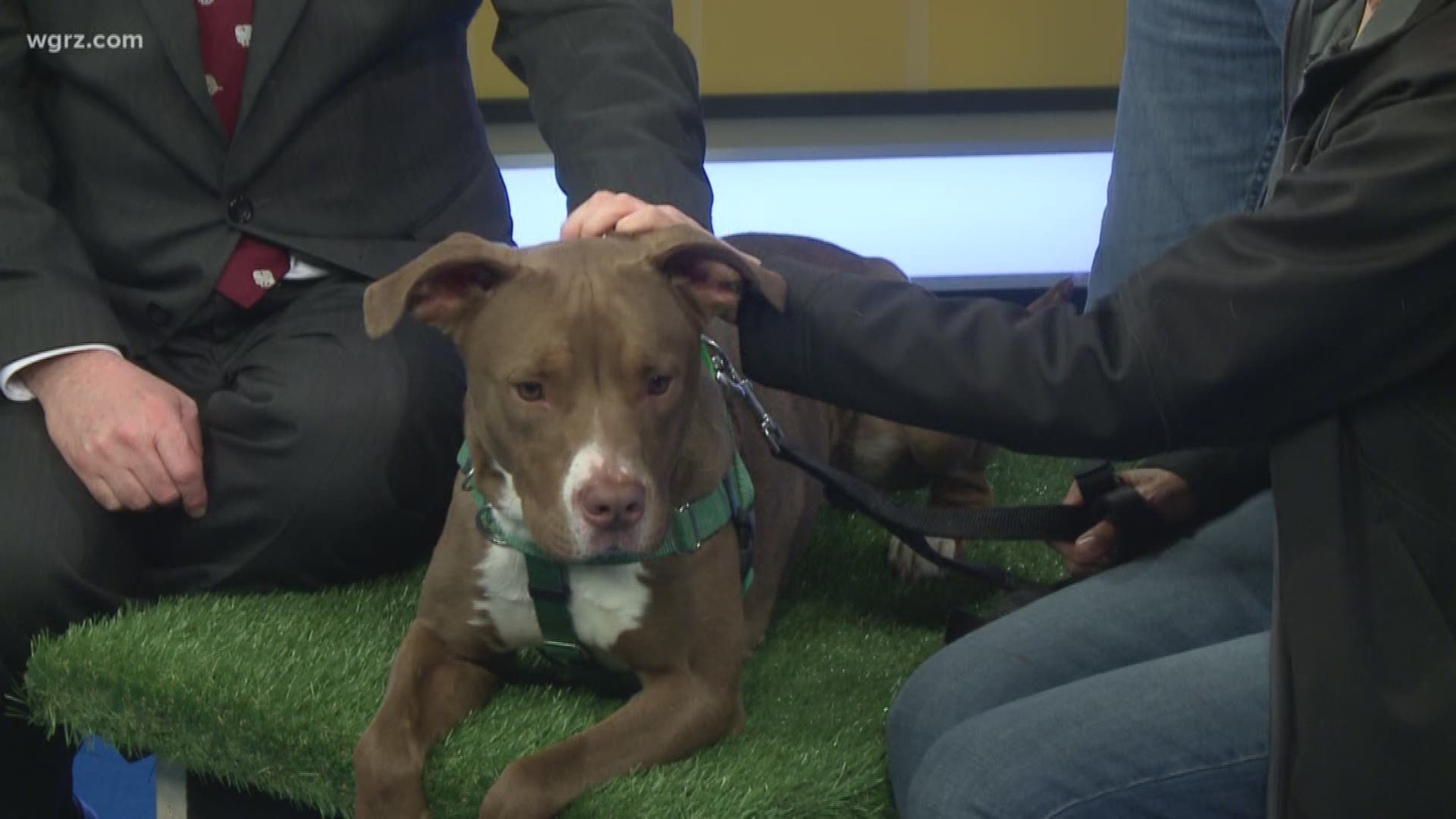 Pet of the Week: Devo from the Niagara SPCA | wgrz.com