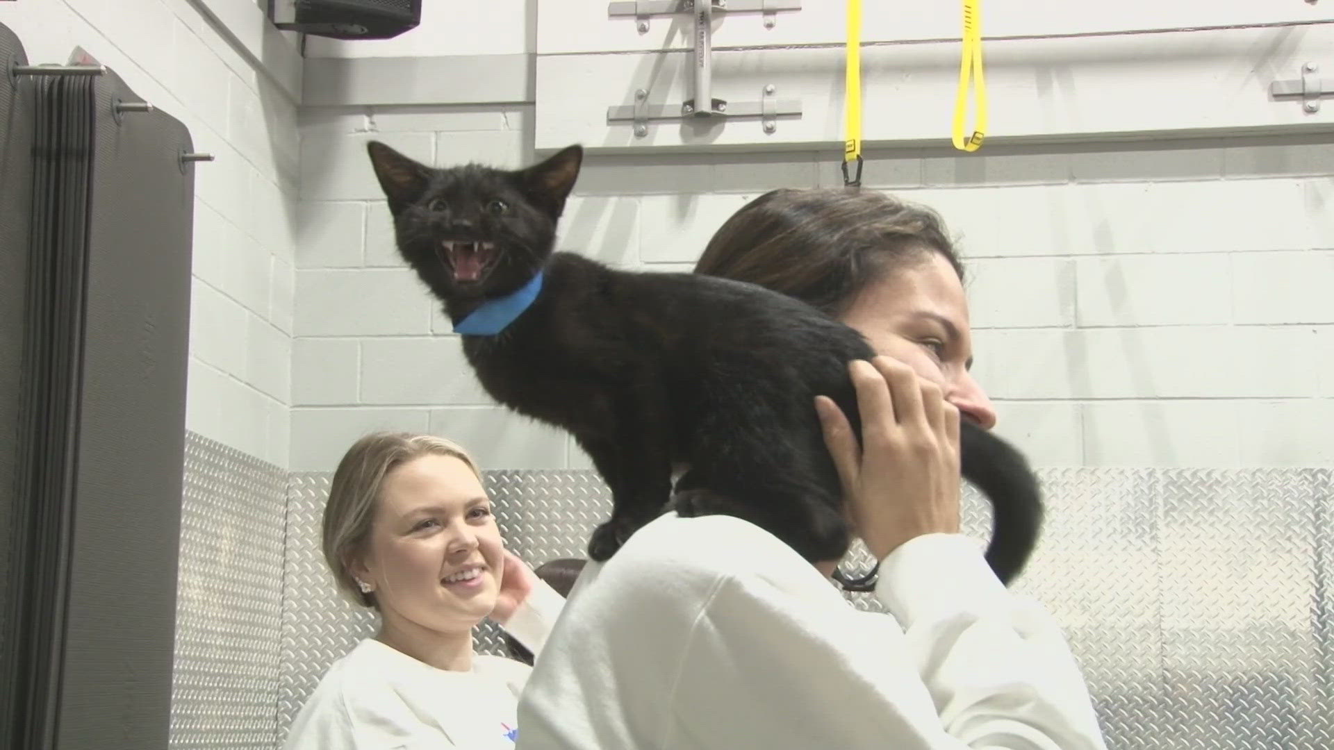 10 Lives Club hosts kitten yoga at Crunch Fitness | wgrz.com