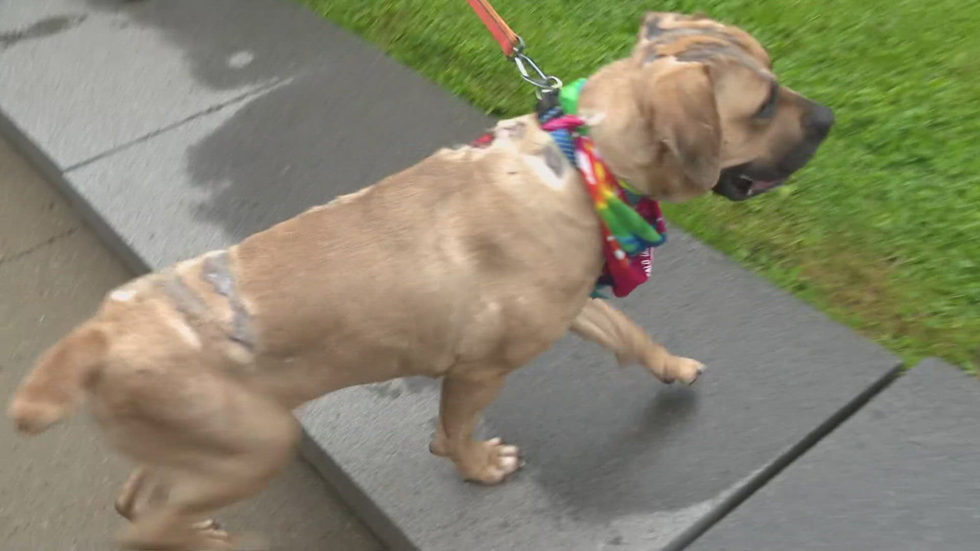 Local organization says help is needed for abundance of dogs that need ...