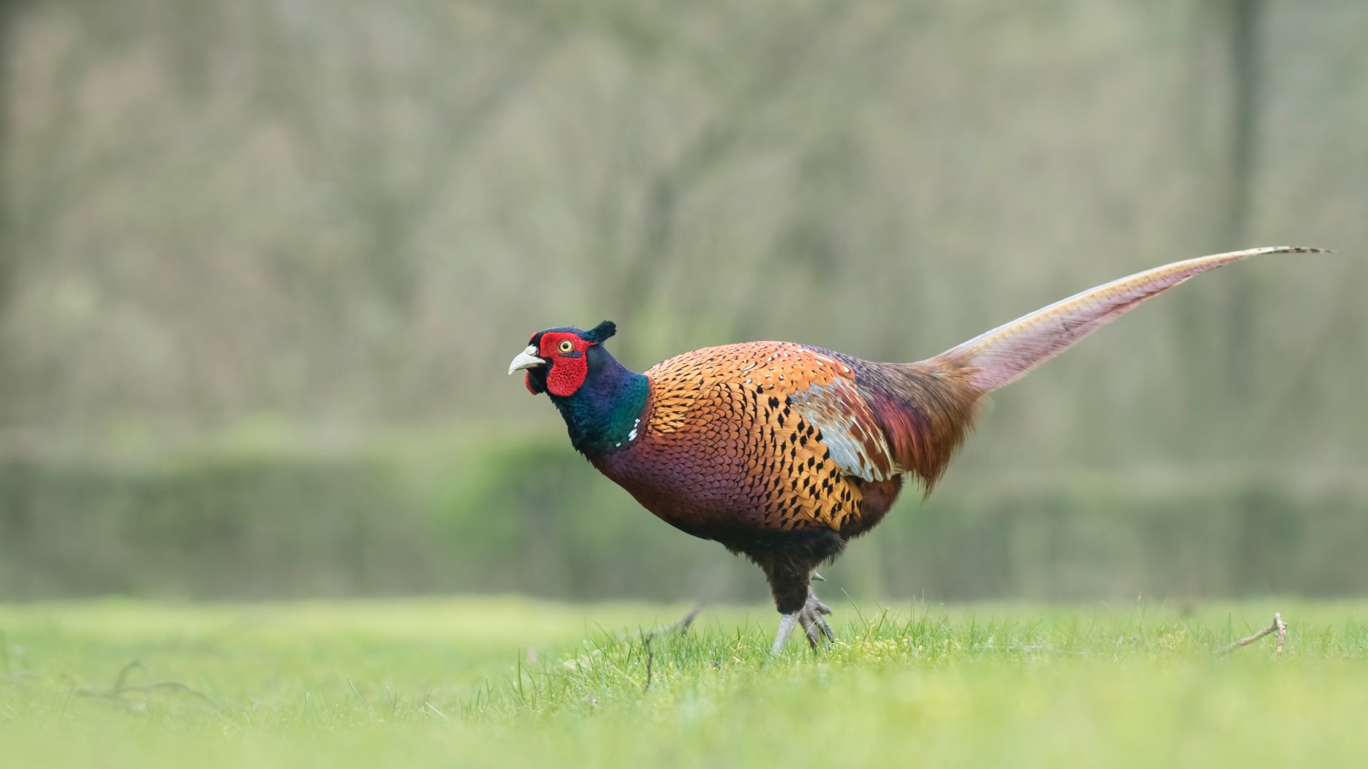 Fall pheasant release for Western New York | wgrz.com