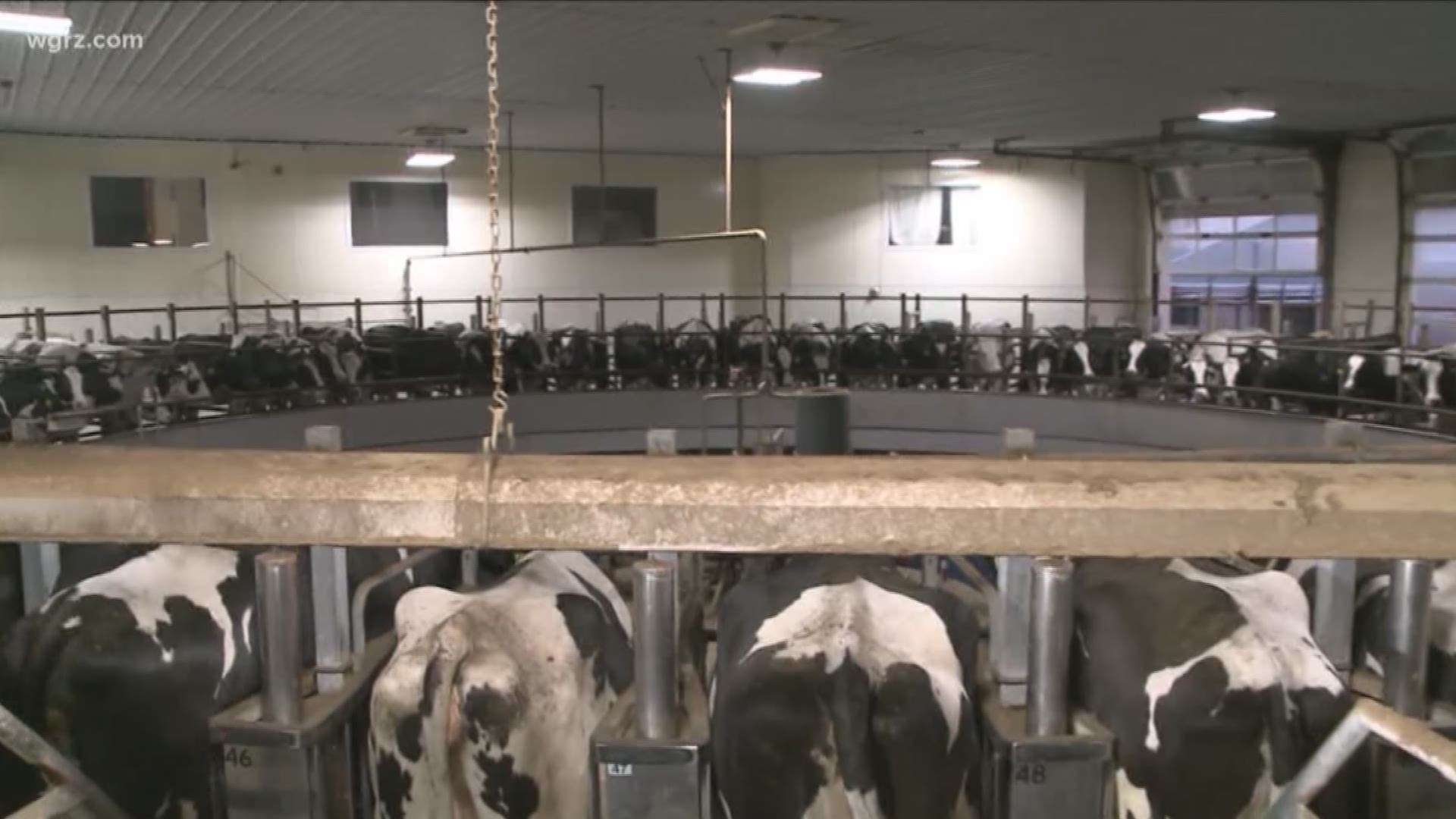 Kevin takes us to a cow carousel at Lamb Farm | wgrz.com