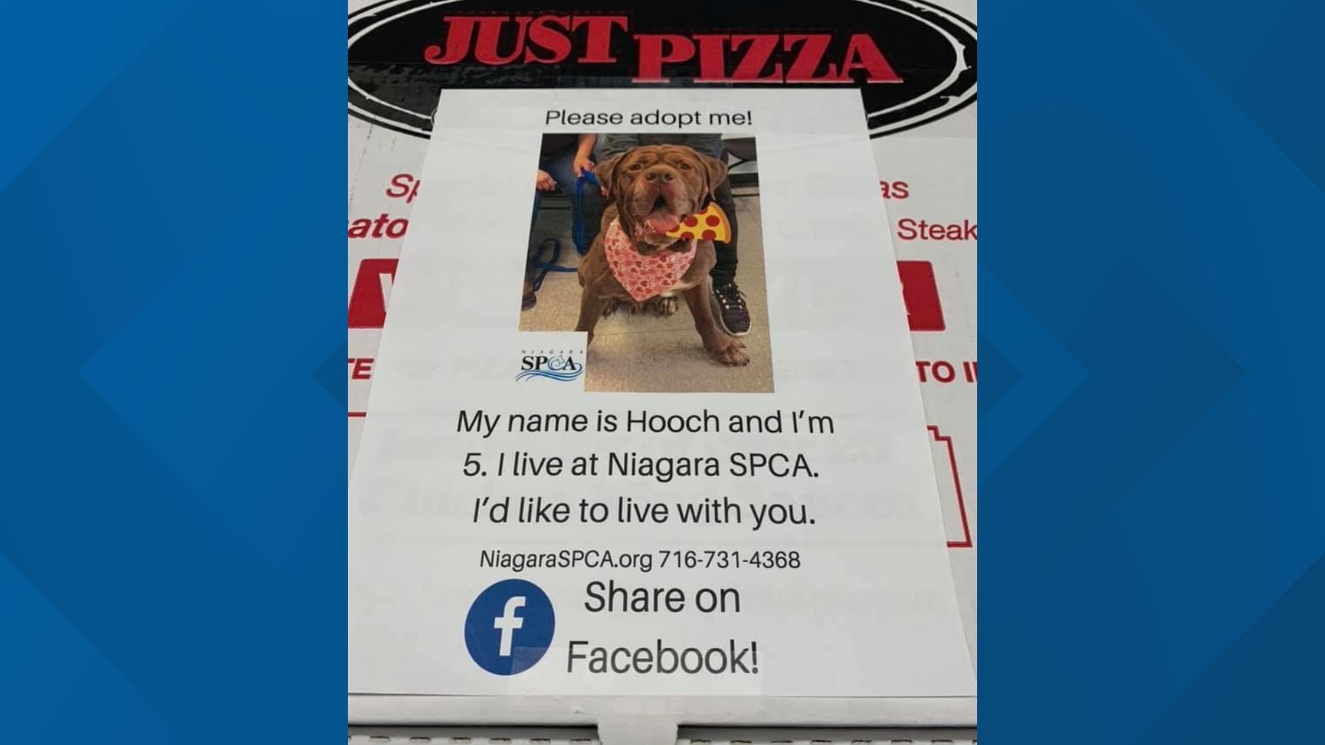 Niagara SPCA finds new way to raise adoption awareness | wgrz.com