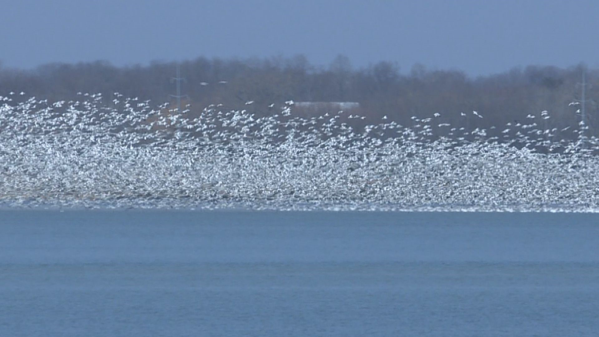 2 the Outdoors: Spring migration at Montezuma Wetlands complex | wgrz.com
