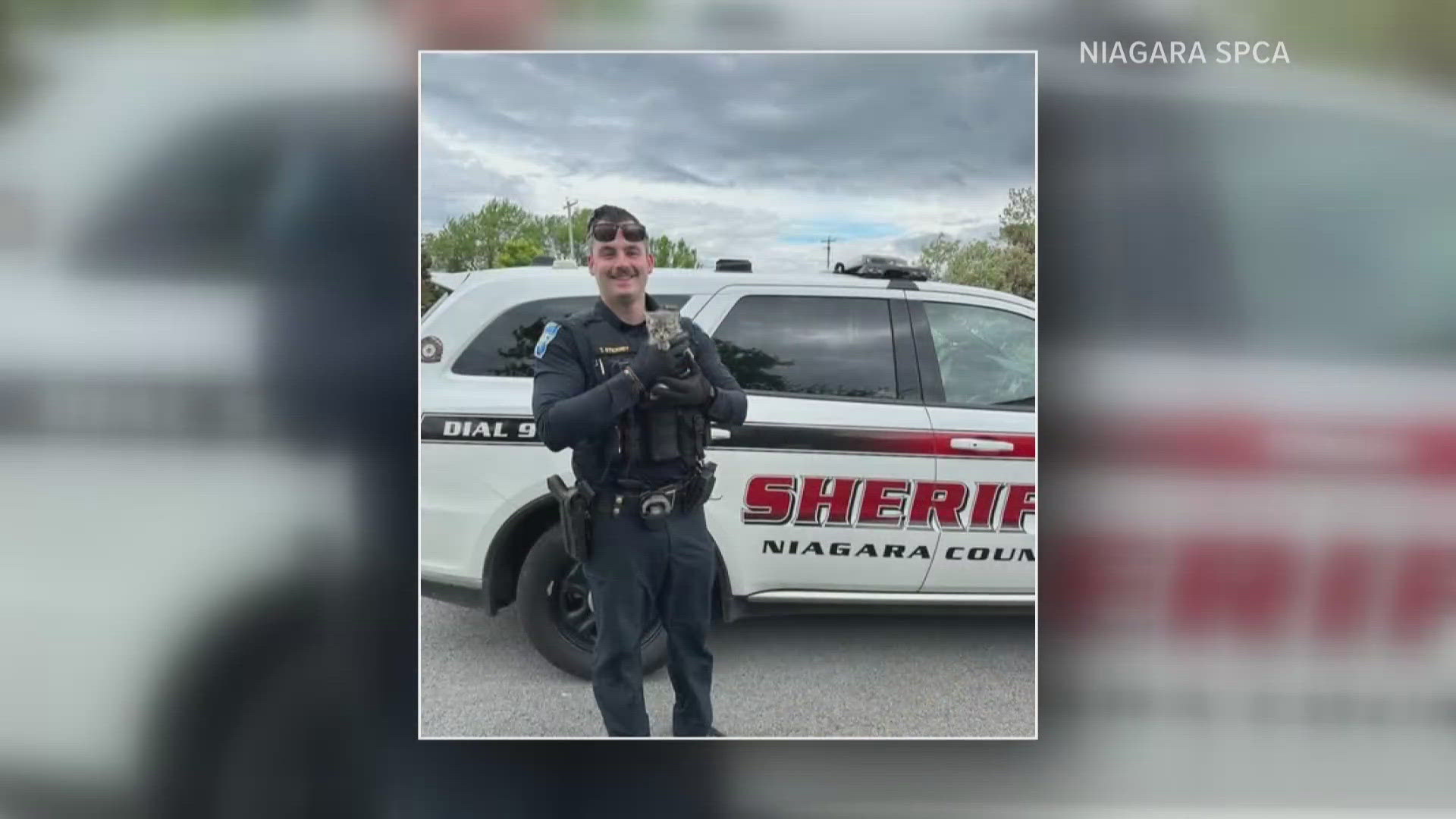 Deputy rescues a kitten stuck in a storm drain | wgrz.com