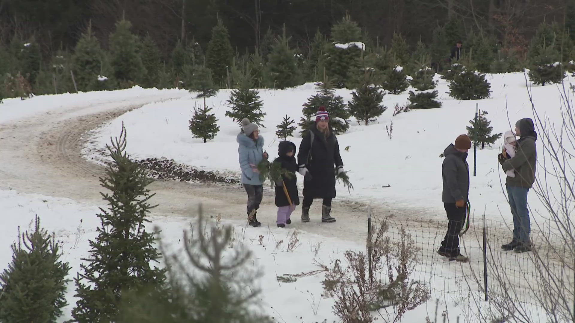 Picking out the perfect tree at Hill's Christmas Tree Farm in ...