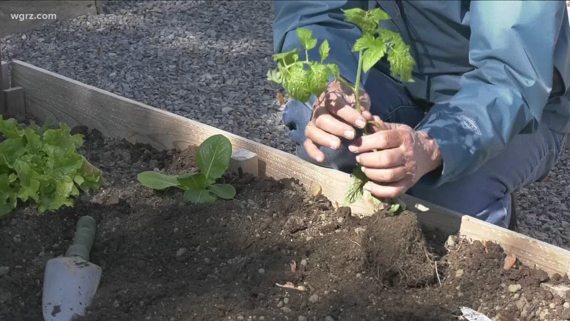 2 the Garden: Trench planting tomatoes | wgrz.com