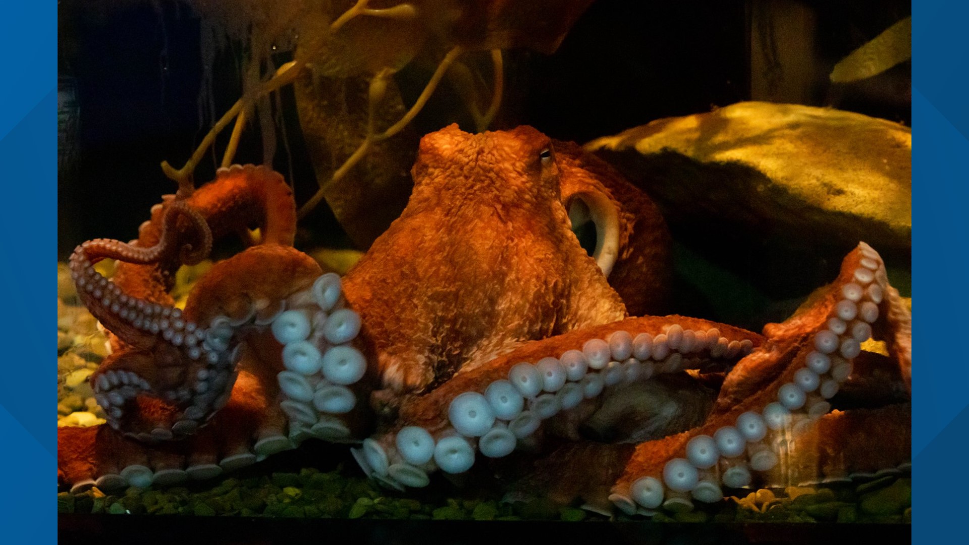 Babs, Giant Pacific Octopus at Aquarium of Niagara, passes away | wgrz.com
