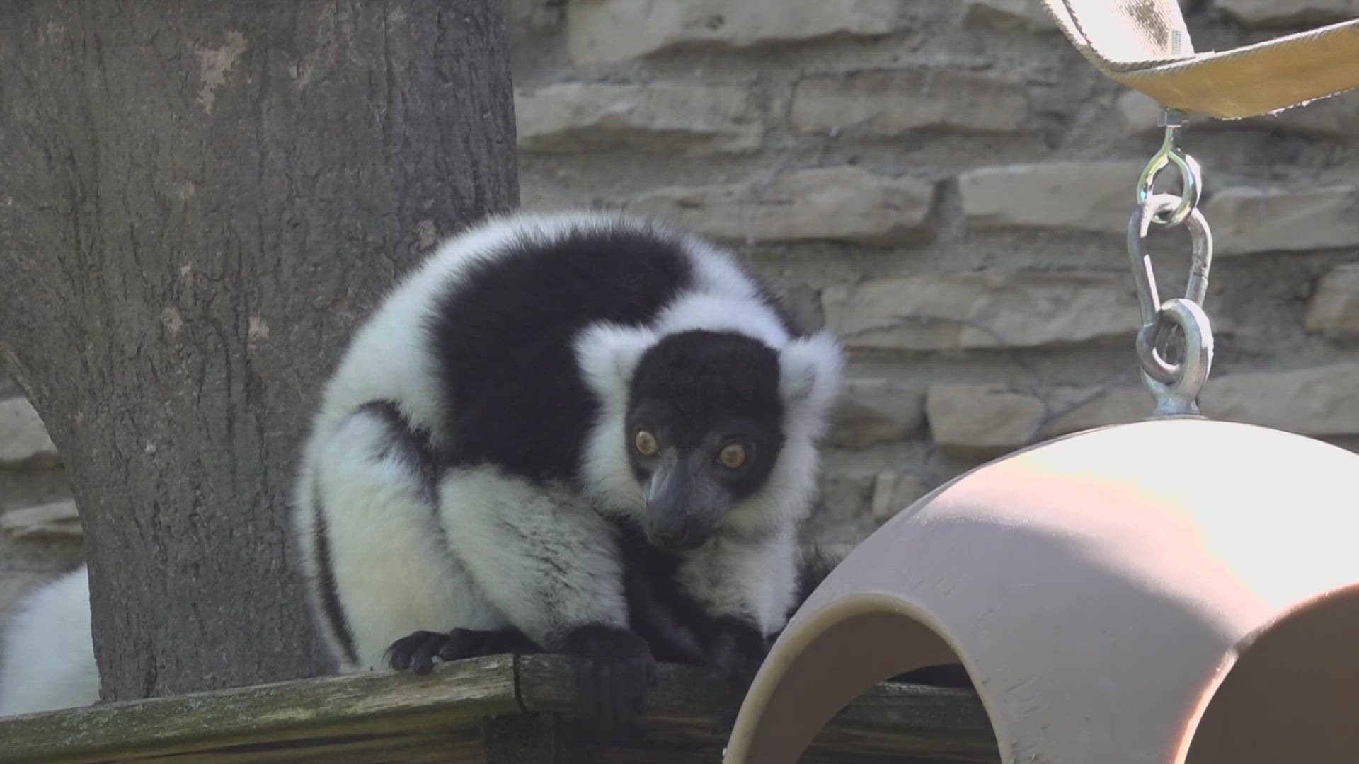 Buffalo Zoo welcomes Black & White Ruffed Lemur family | wgrz.com