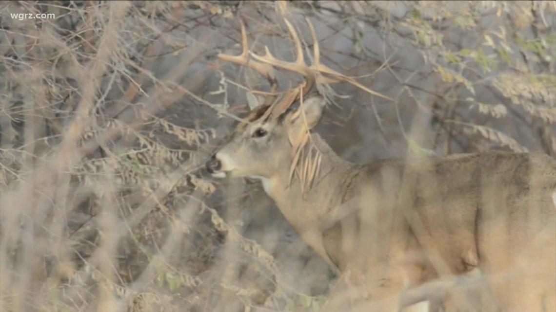 DEC to operate deer and bear checkpoint during opening weekend of ...