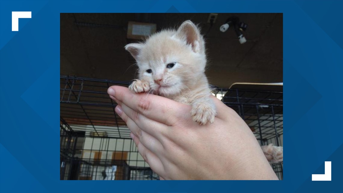 'Sponsor a Cage' program to benefit the Niagara County SPCA | wgrz.com