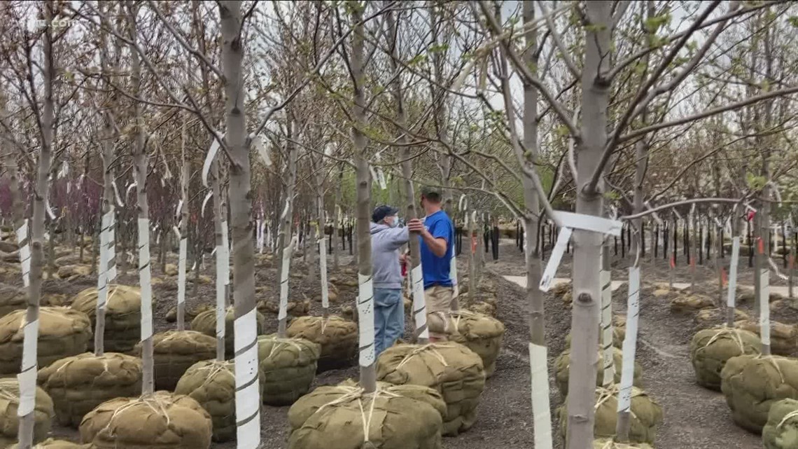 Growing Business: Russell's Tree & Shrub Farm | wgrz.com