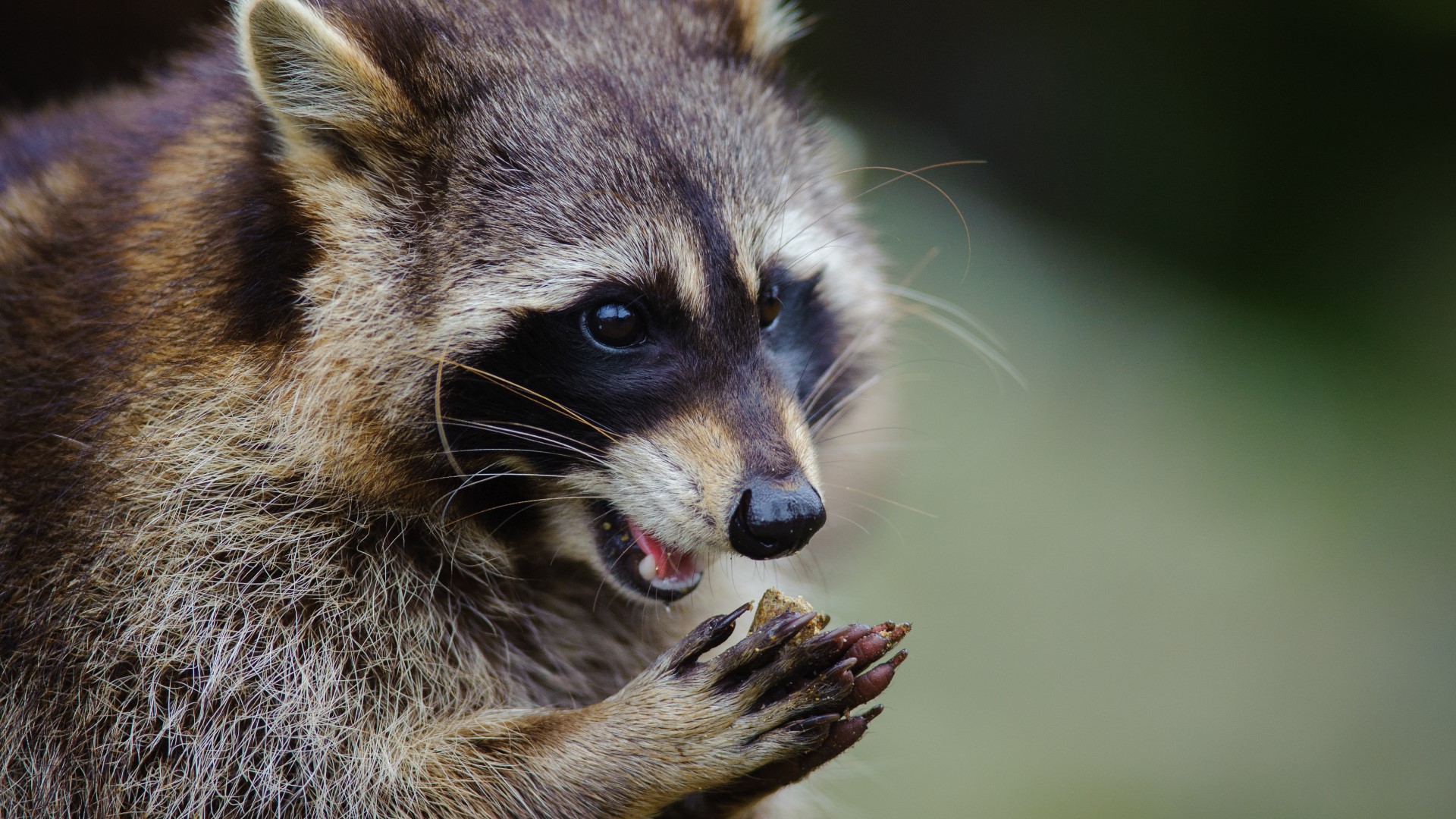 Rabid raccoon found in Newfane; dogs monitored | wgrz.com