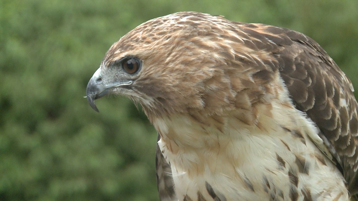 2 the Outdoors: A frightening bird decline | wgrz.com