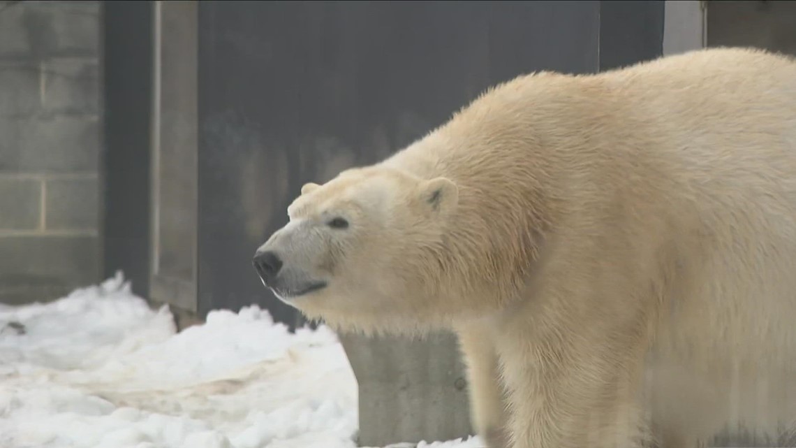 Polar bear mating season underway at the Buffalo Zoo | wgrz.com