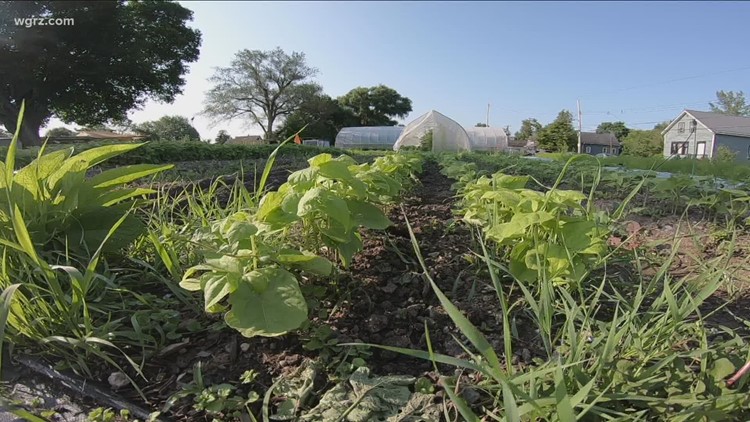 Garden Buffalo Niagara holding free Urban Farm Day | wgrz.com