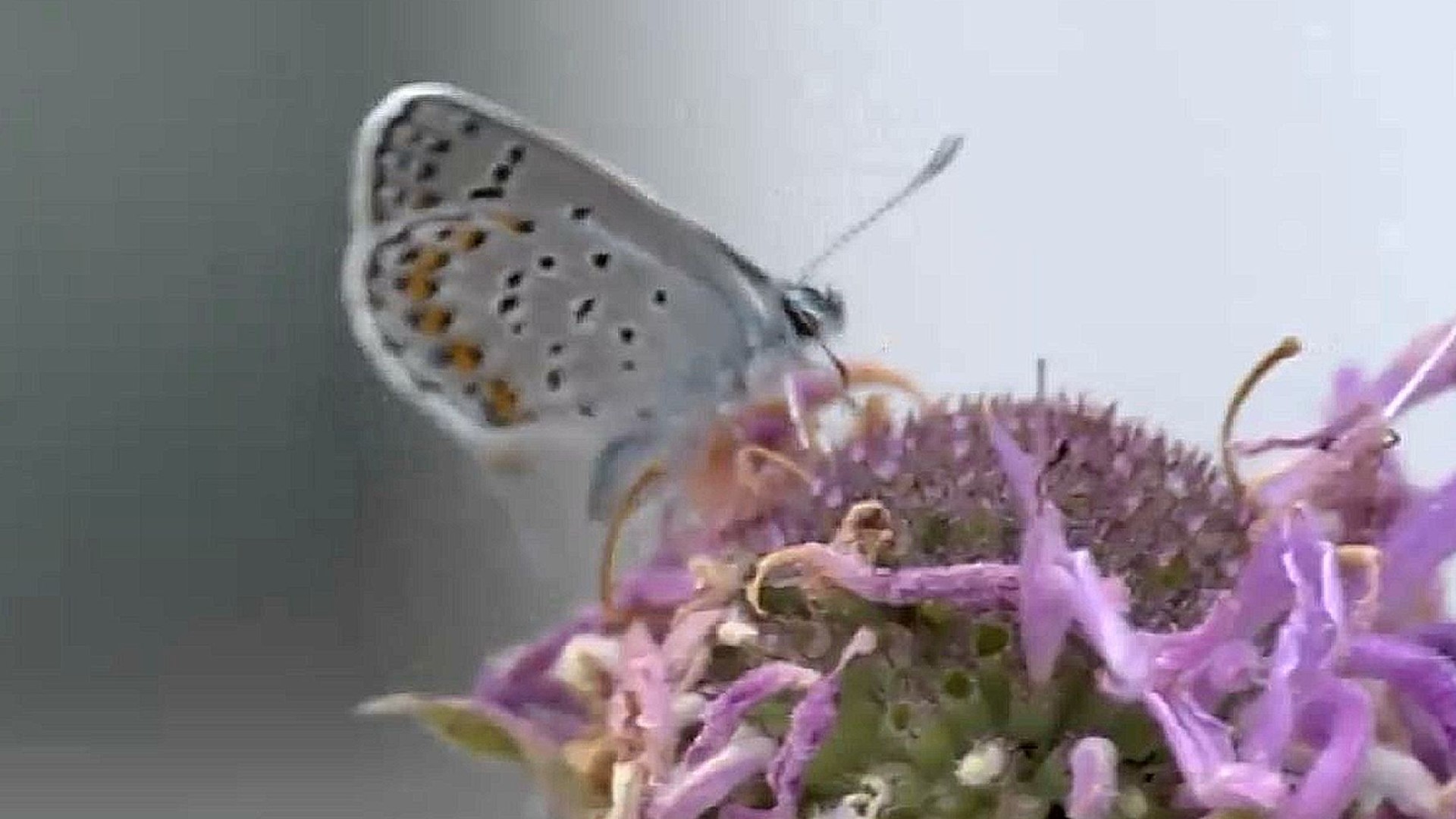Bringing the Karner blue butterfly back to Western New York | wgrz.com