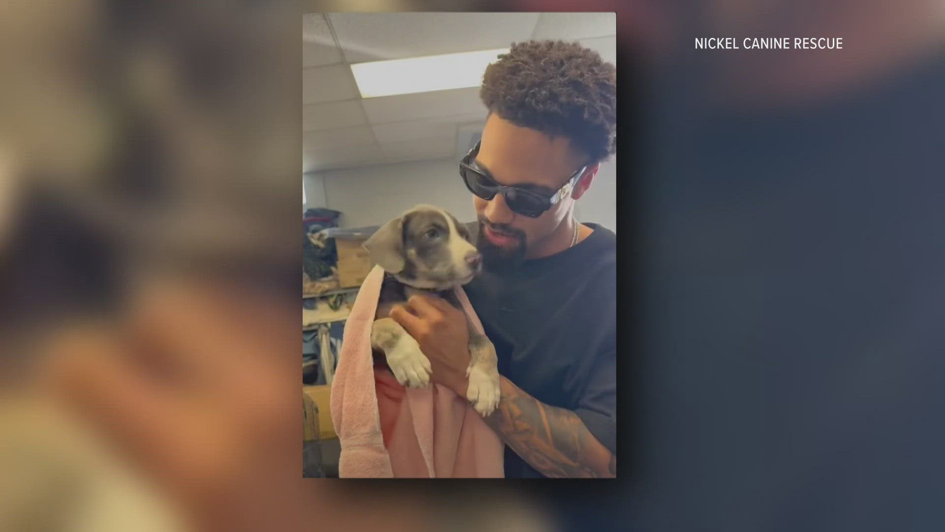 Bills' Khalil Shakir helps welcome 19 dogs to Nickel City Canine Rescue ...